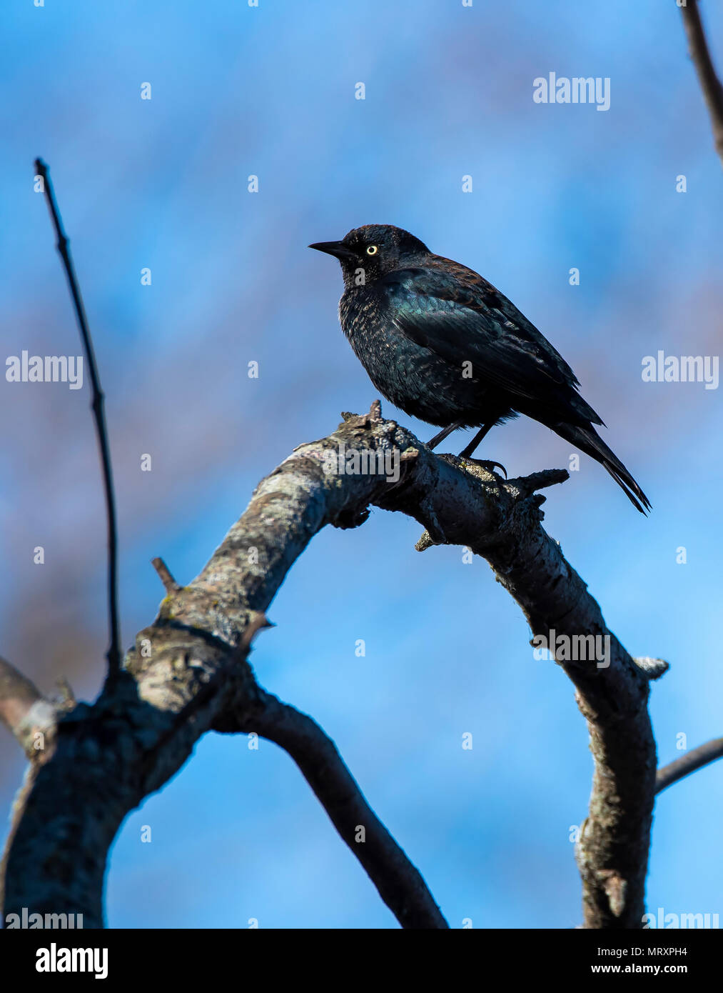 Magee marsh boardwalk hi-res stock photography and images - Alamy