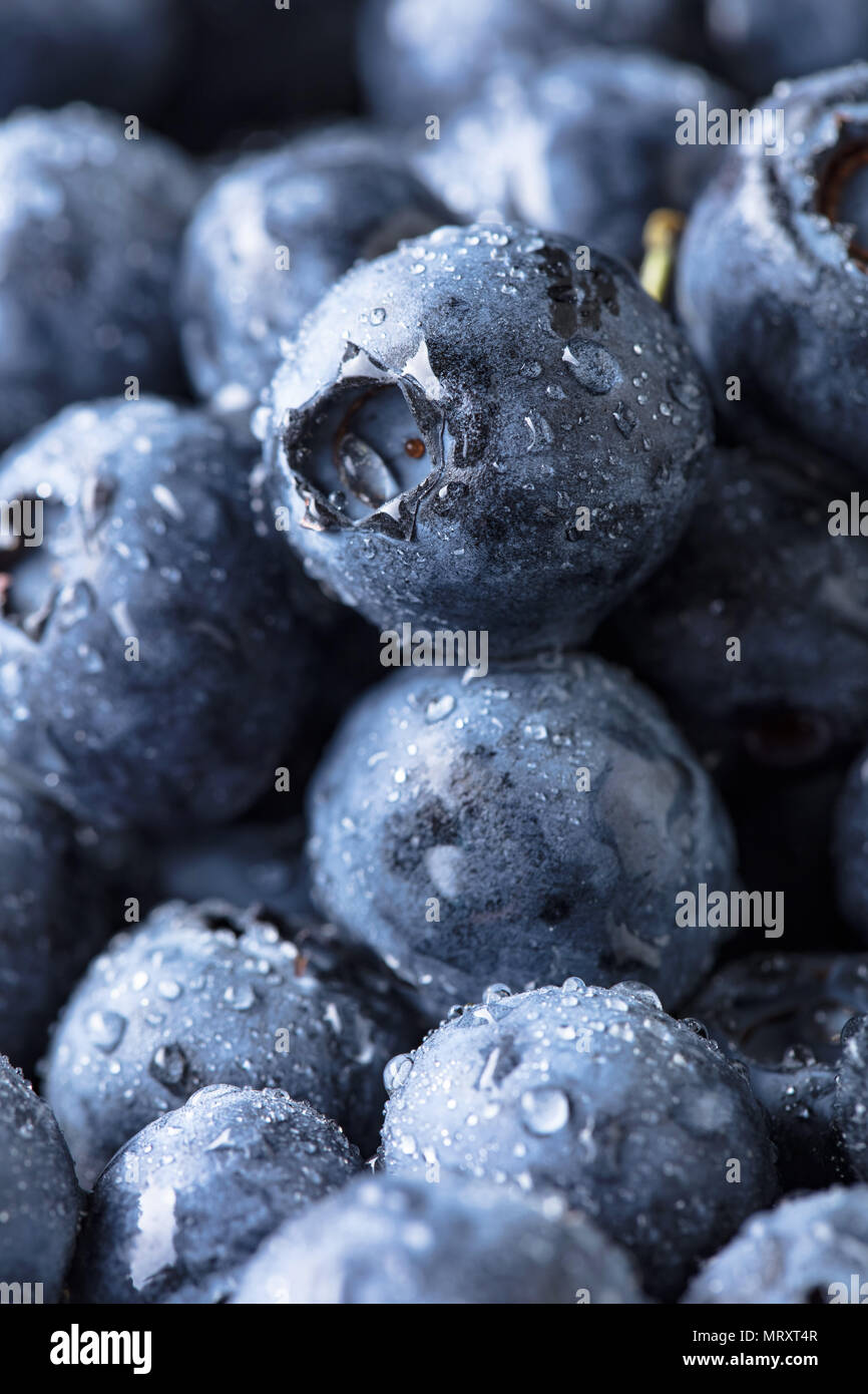 Ripe and juicy fresh picked blueberries closeup. Wet berries , macro ...