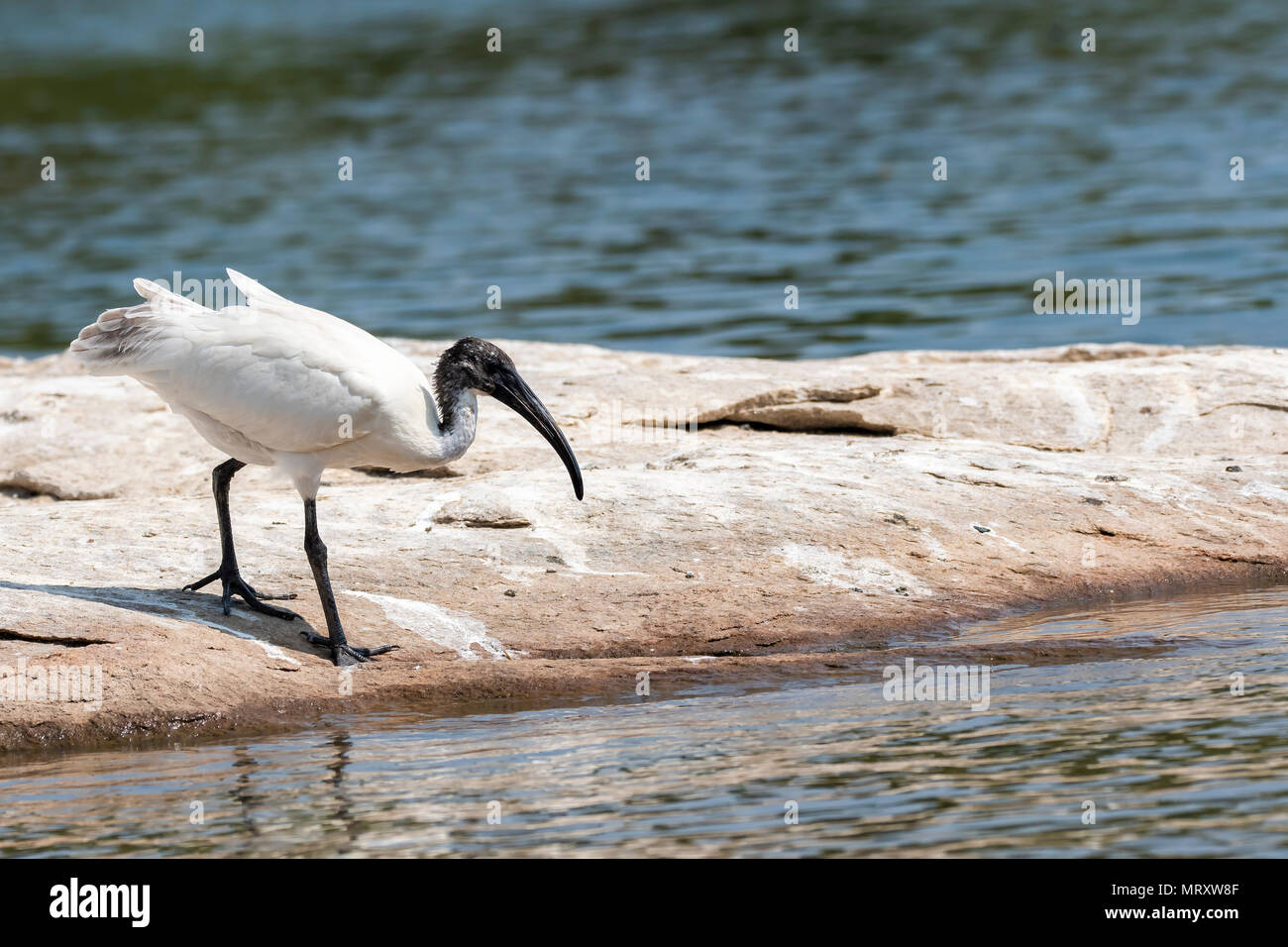 River cauver hi-res stock photography and images - Alamy