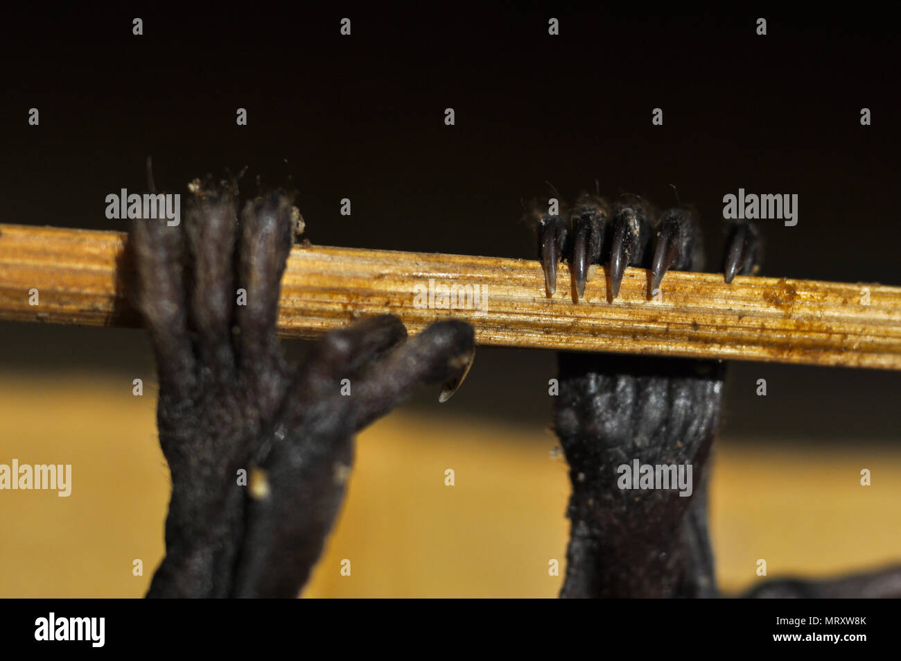 Indian fruit bat (Pteropus giganteus) claws, Noida, Uttar Pradesh ...