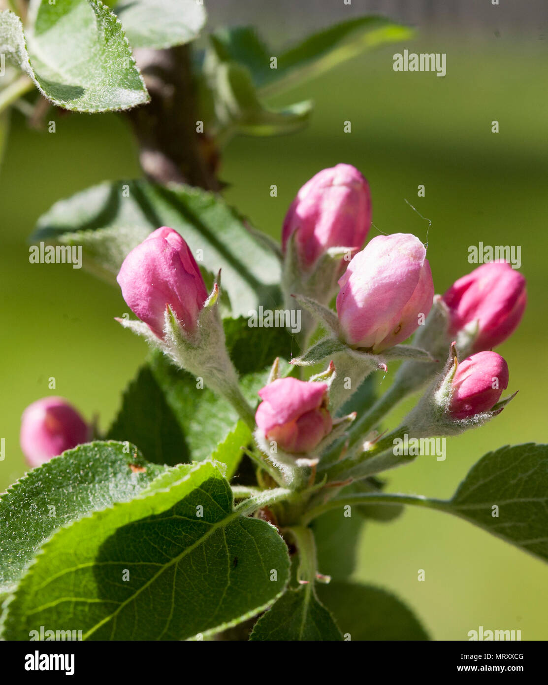 Tree of the apple with blossom hi-res stock photography and images - Alamy