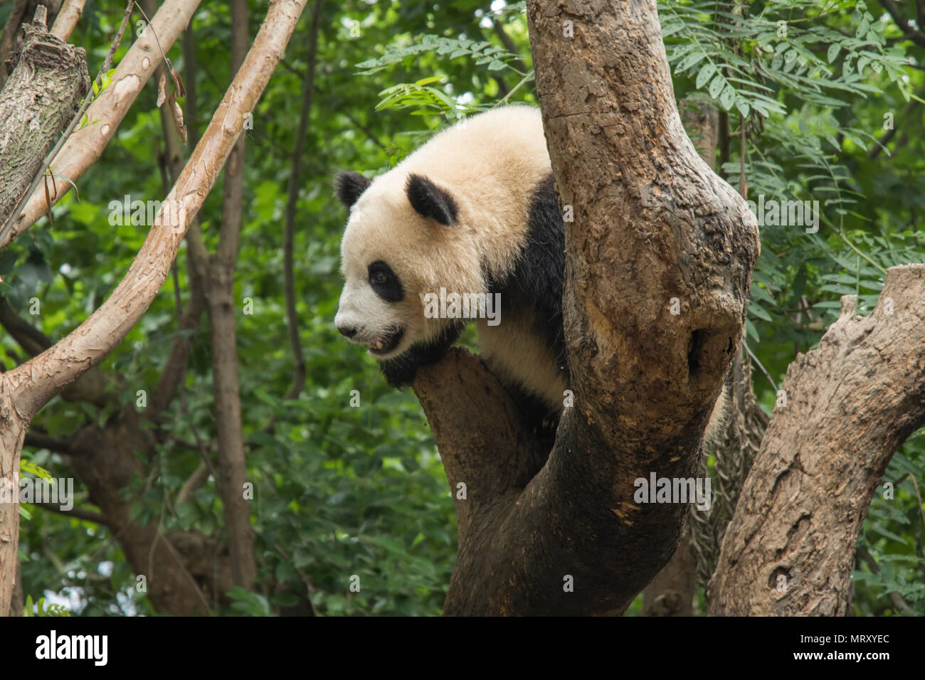 pandas live in a reserve in Chengdu. China Stock Photo - Alamy