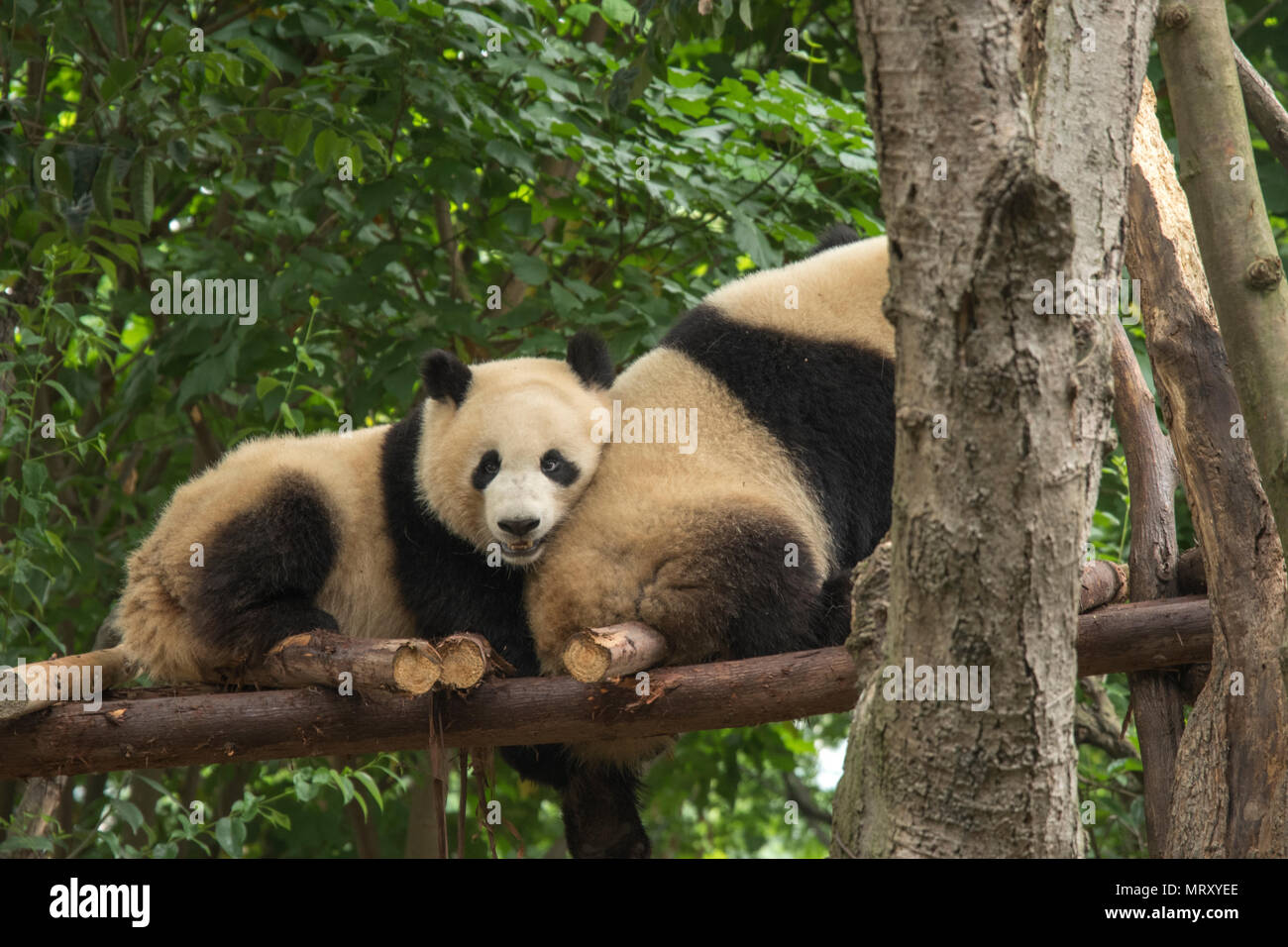 pandas live in a reserve in Chengdu. China Stock Photo - Alamy