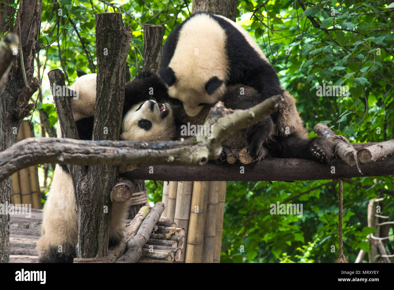 pandas live in a reserve in Chengdu. China Stock Photo - Alamy