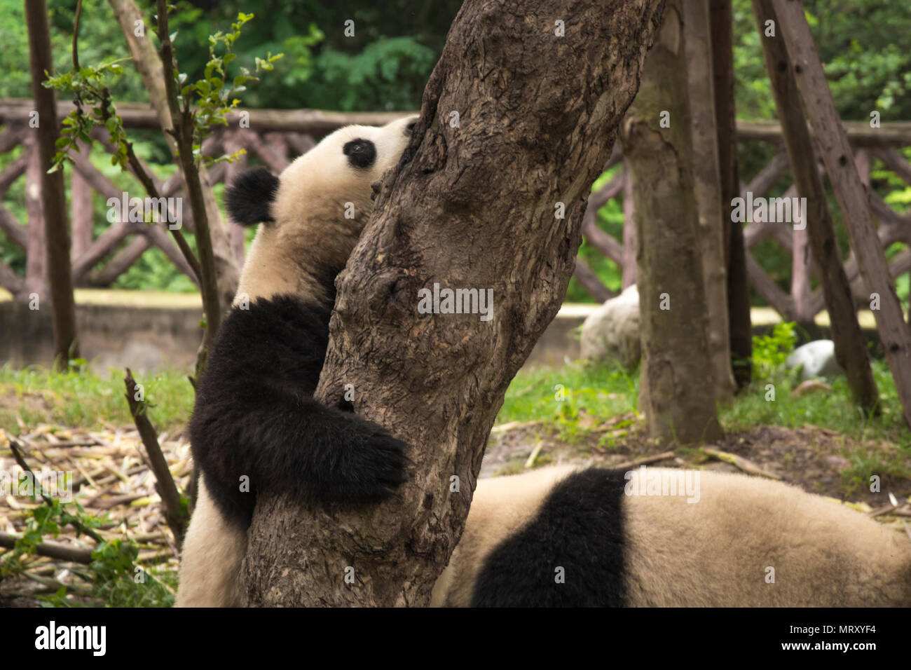 pandas live in a reserve in Chengdu. China Stock Photo - Alamy