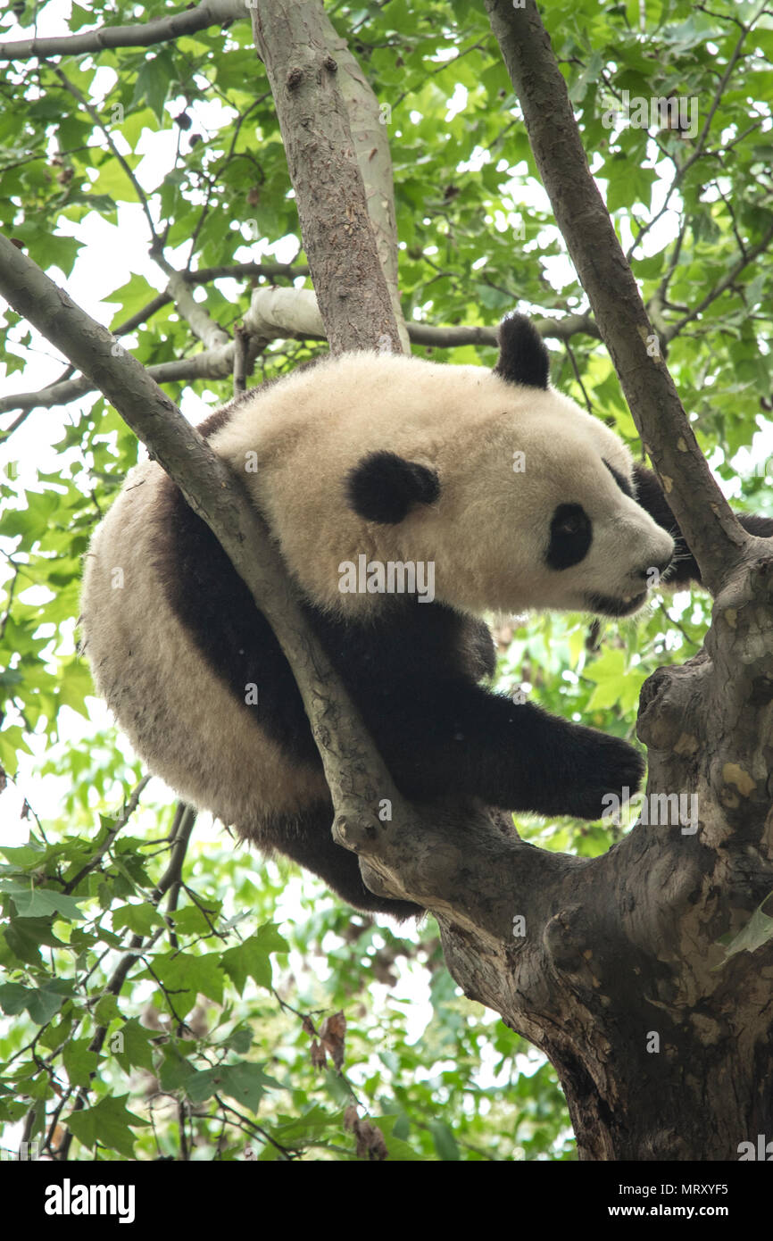 pandas live in a reserve in Chengdu. China Stock Photo - Alamy