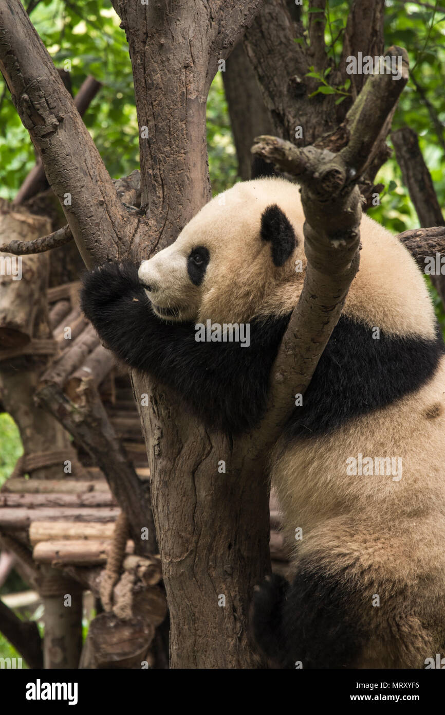 pandas live in a reserve in Chengdu. China Stock Photo - Alamy