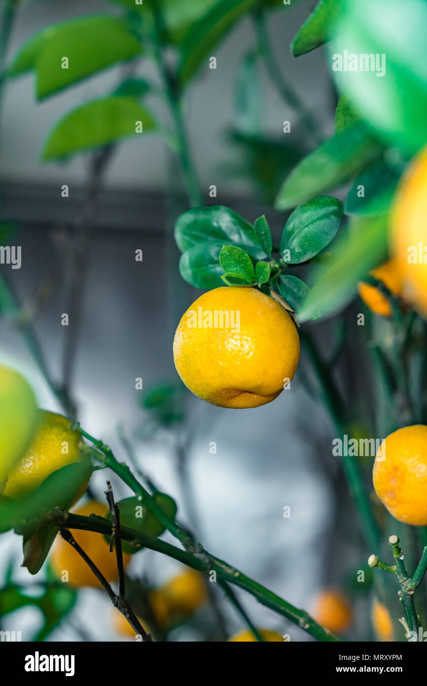 Fresh Mandarin Oranges fruit with leaves on Mandarin tree, Chinese New ...