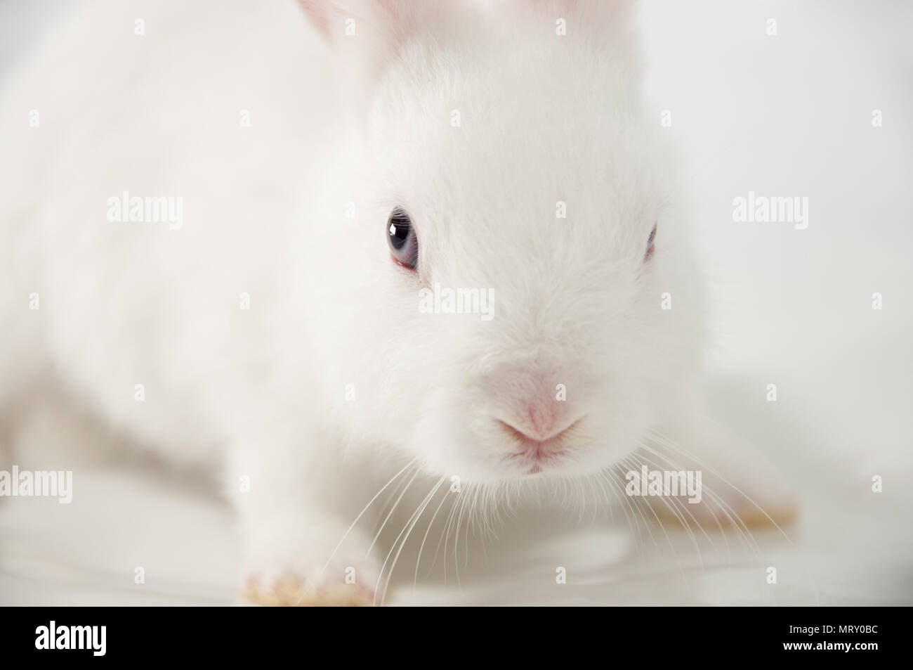 Rabbit on White Background Stock Photo - Alamy