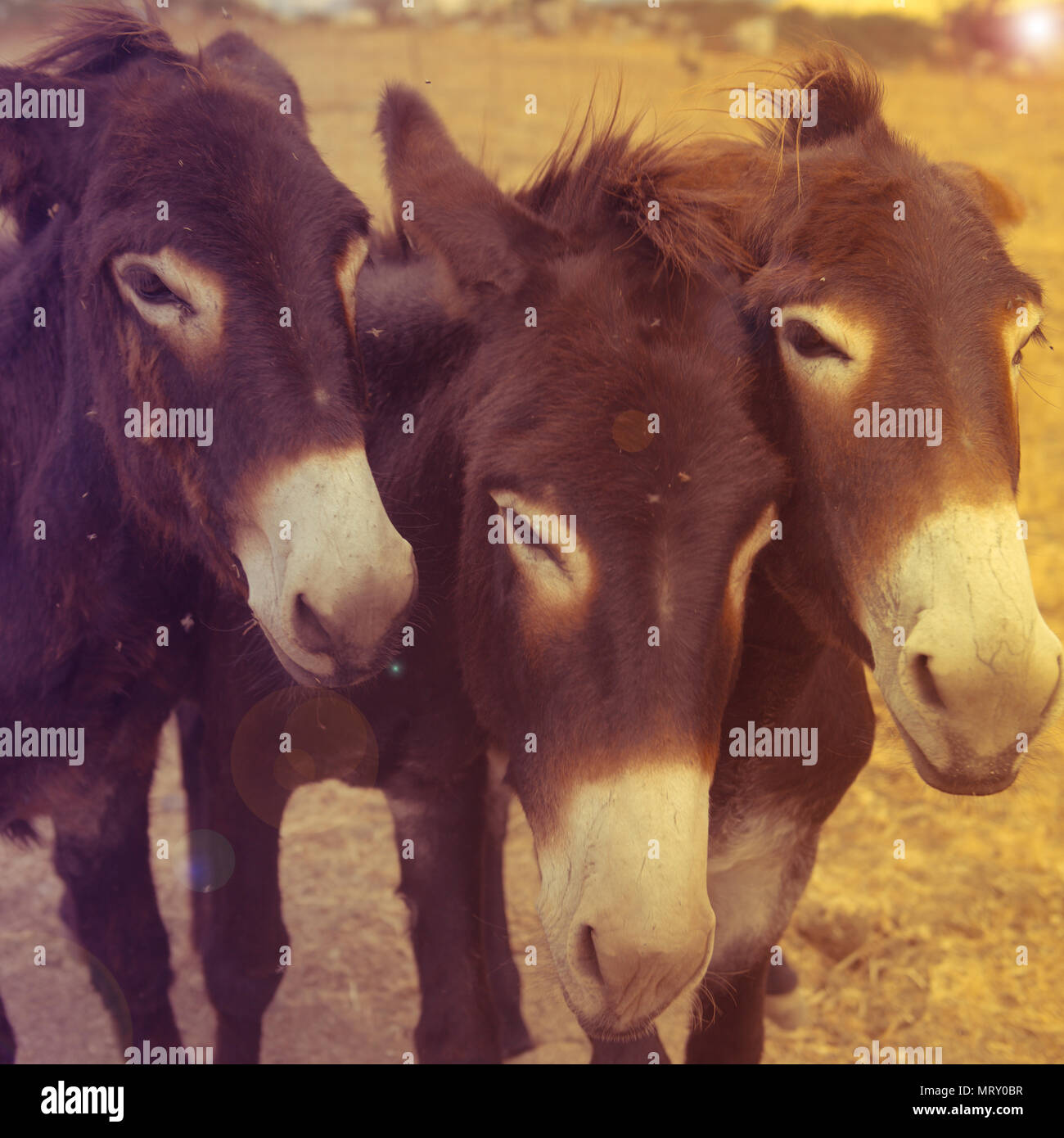 Three eyes hi-res stock photography and images - Alamy