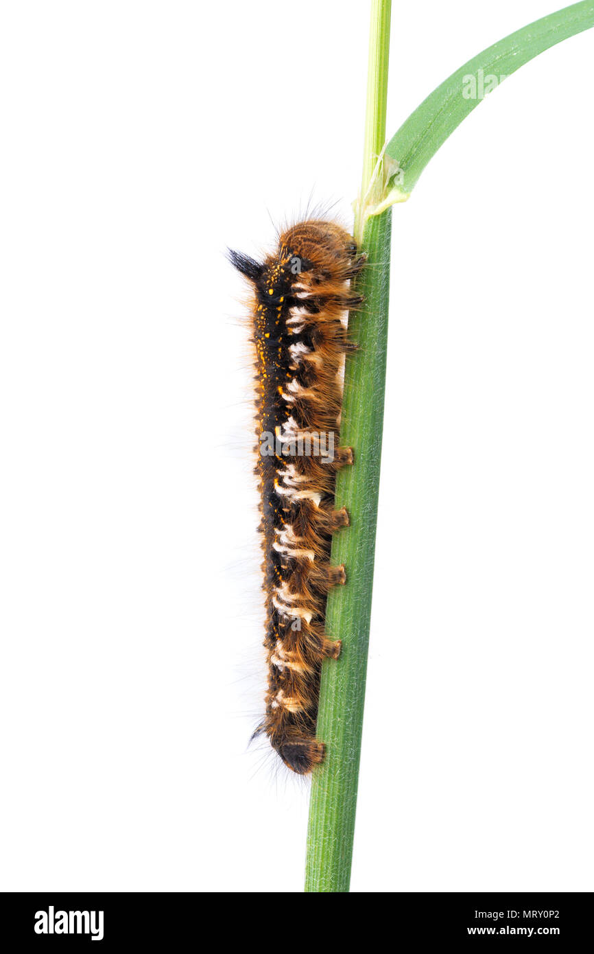 Caterpillar of Euthrix potatoria isolated on a white background Stock ...