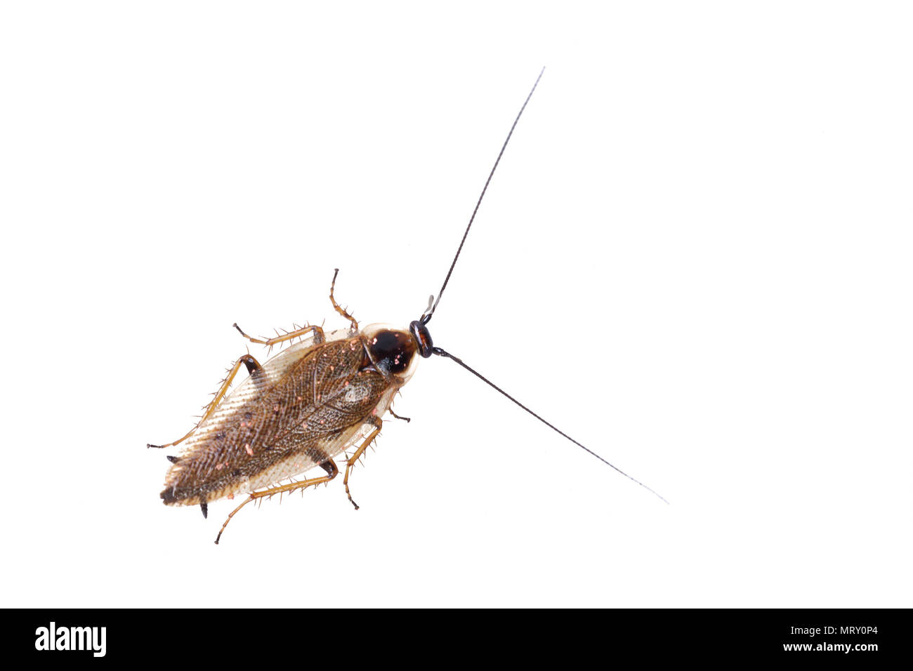 Cockroach side view hi-res stock photography and images - Alamy