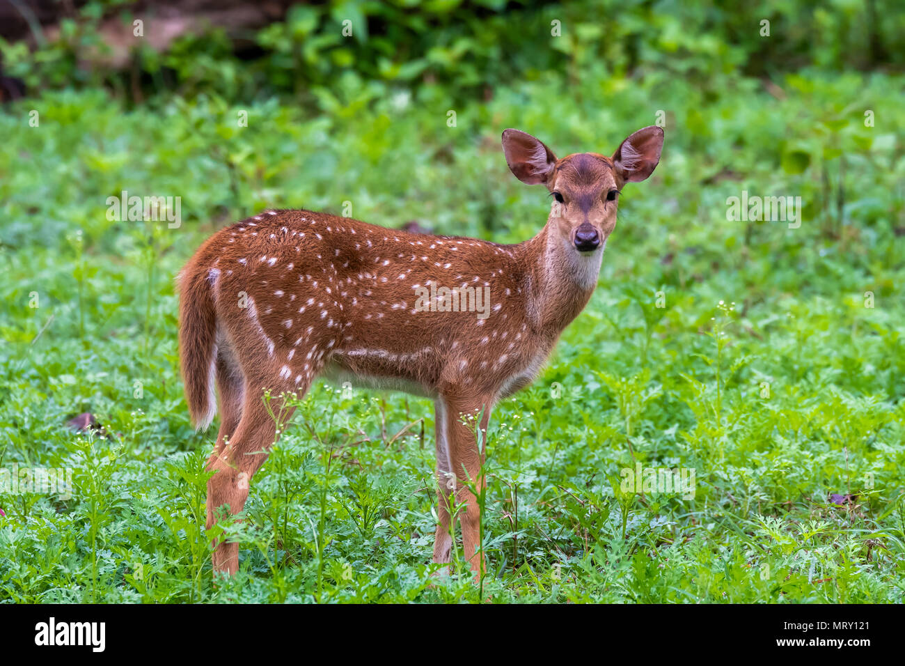 Deer running tiger hi-res stock photography and images - Alamy