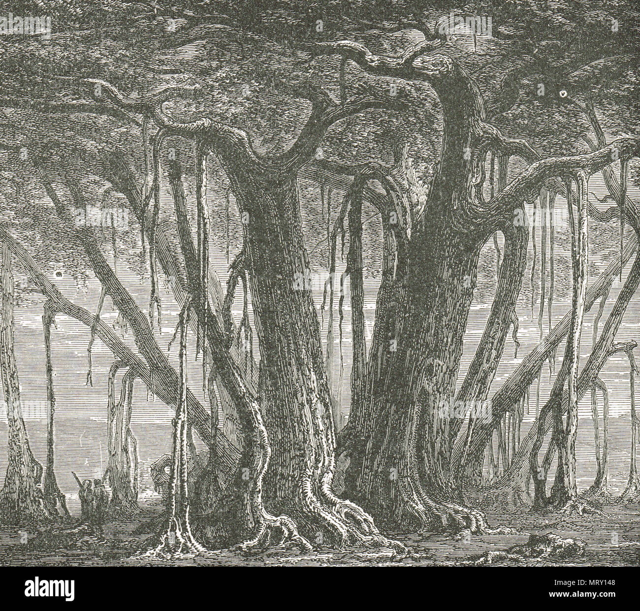 Banyan Tree Pencil Drawing