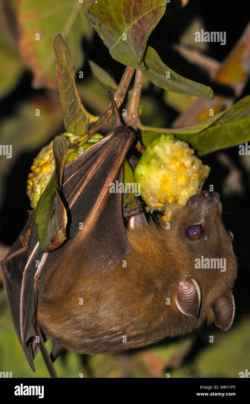 Indian Fruit Bats (Pteropus giganteus) Noida, Uttar Pradesh, India ...