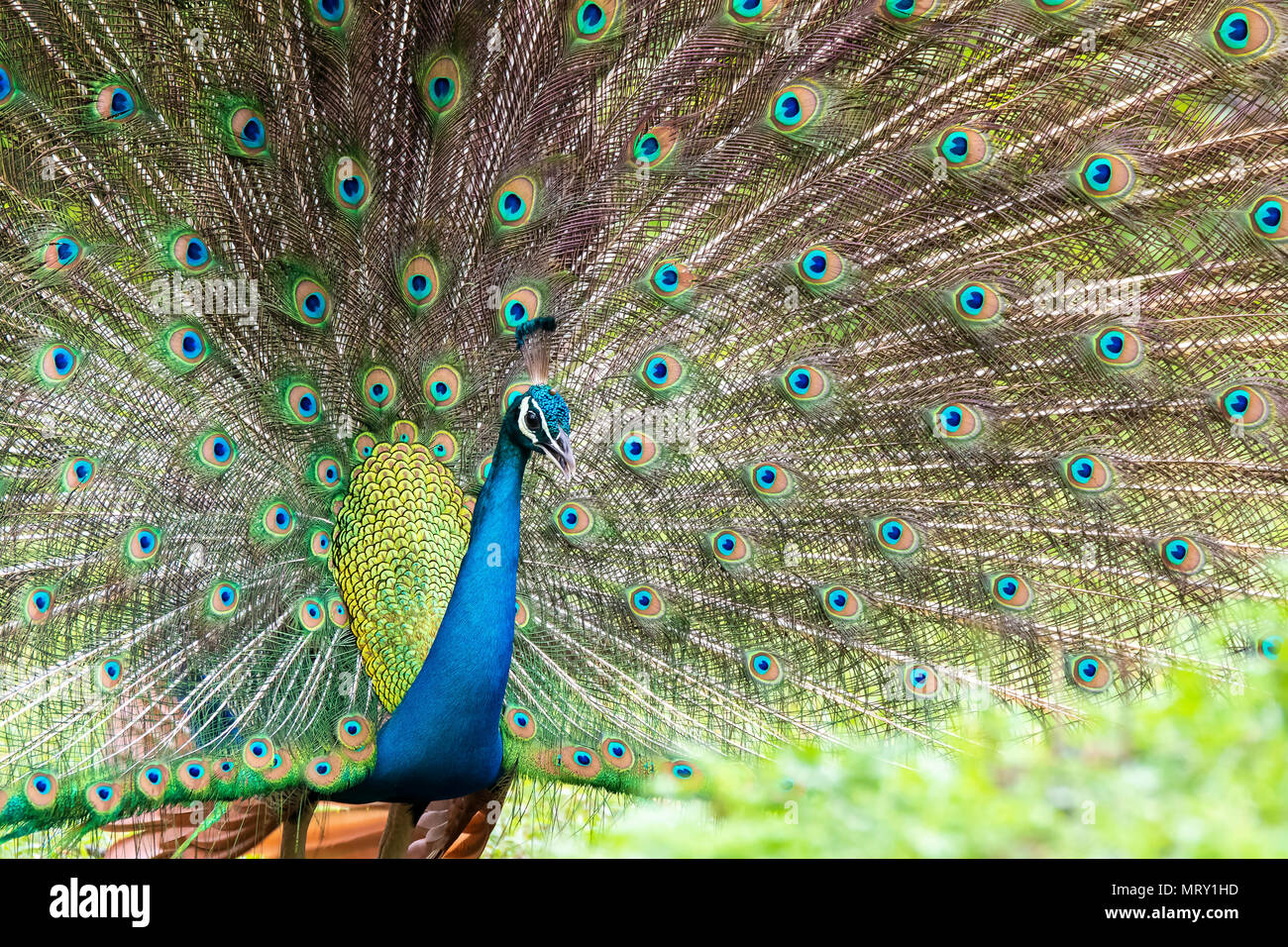 Male peacock mating female peacock hi-res stock photography and images ...