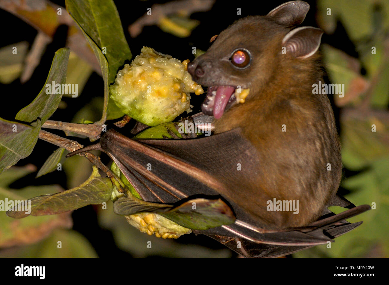 Indian Fruit Bats (Pteropus giganteus) Noida, Uttar Pradesh, India ...