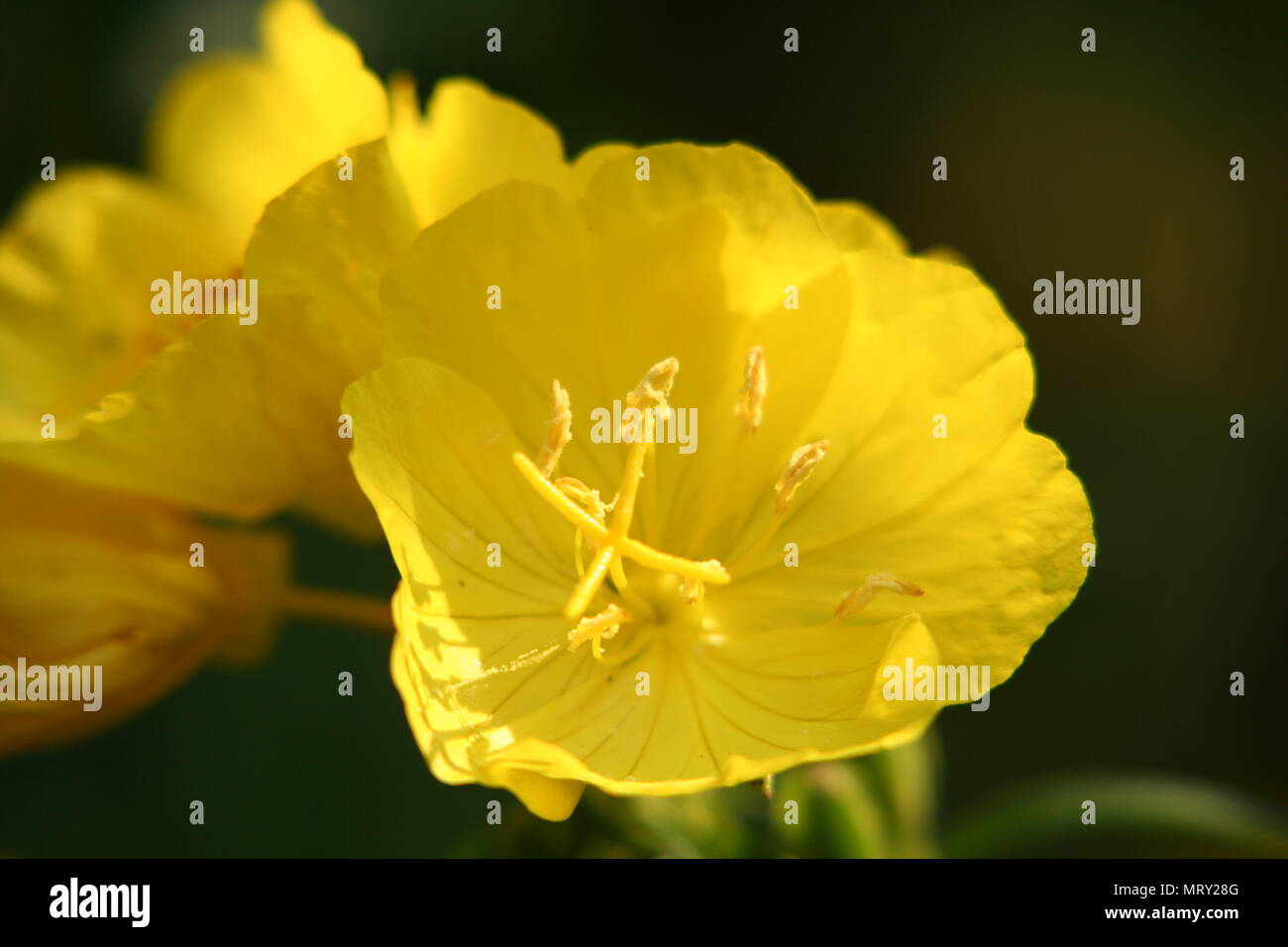 Yellow primrose flower hi-res stock photography and images - Alamy