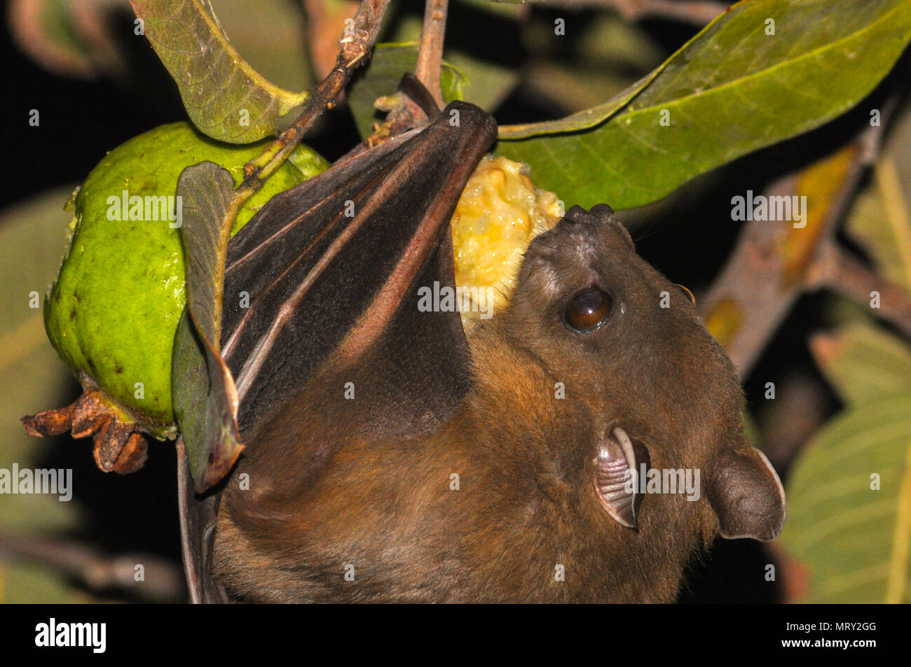 Indian Fruit Bats (Pteropus giganteus) Noida, Uttar Pradesh, India ...