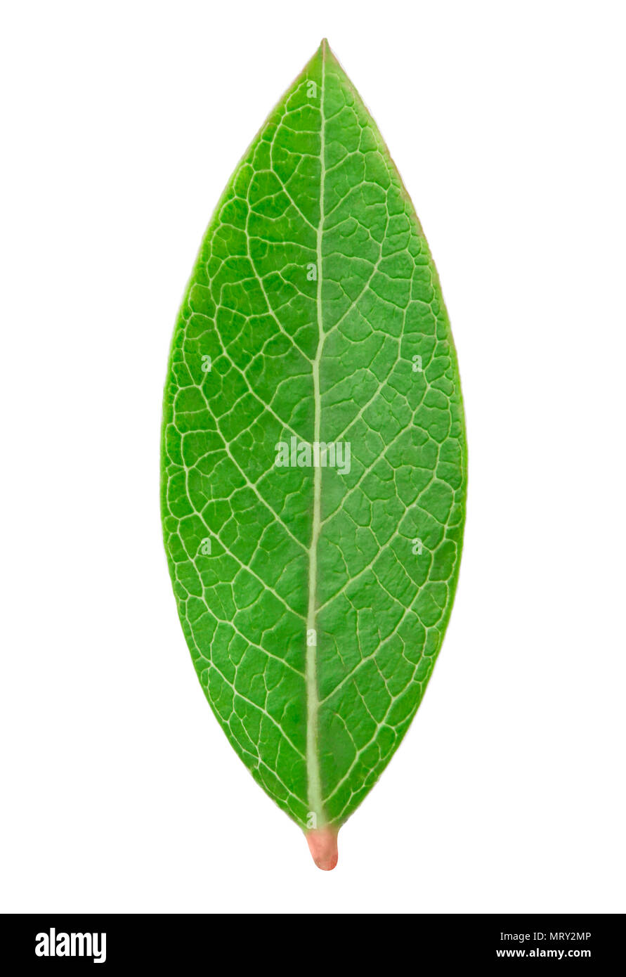 Blueberry leaf isolated Stock Photo - Alamy