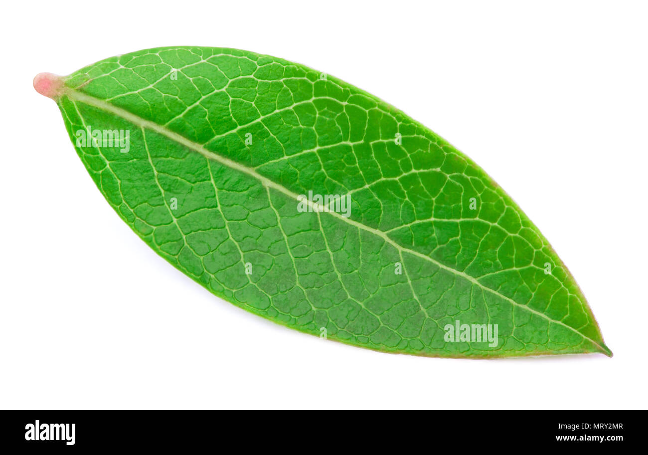 Blueberry leaf isolated Stock Photo - Alamy