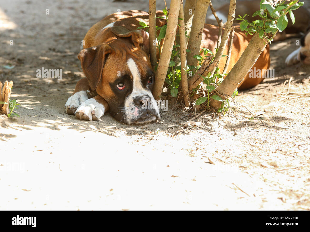 German boxer flowers hi-res stock photography and images - Alamy