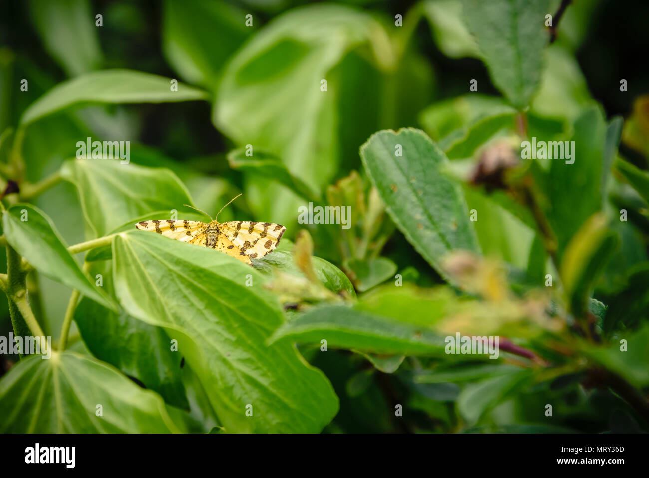 Speckled Yellow moth / butterfly hiding in a shrub Cornwall UK Stock ...