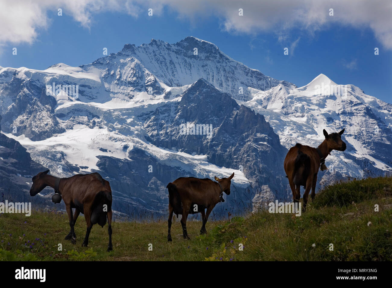 Alpine chamoisee goat hi-res stock photography and images - Alamy