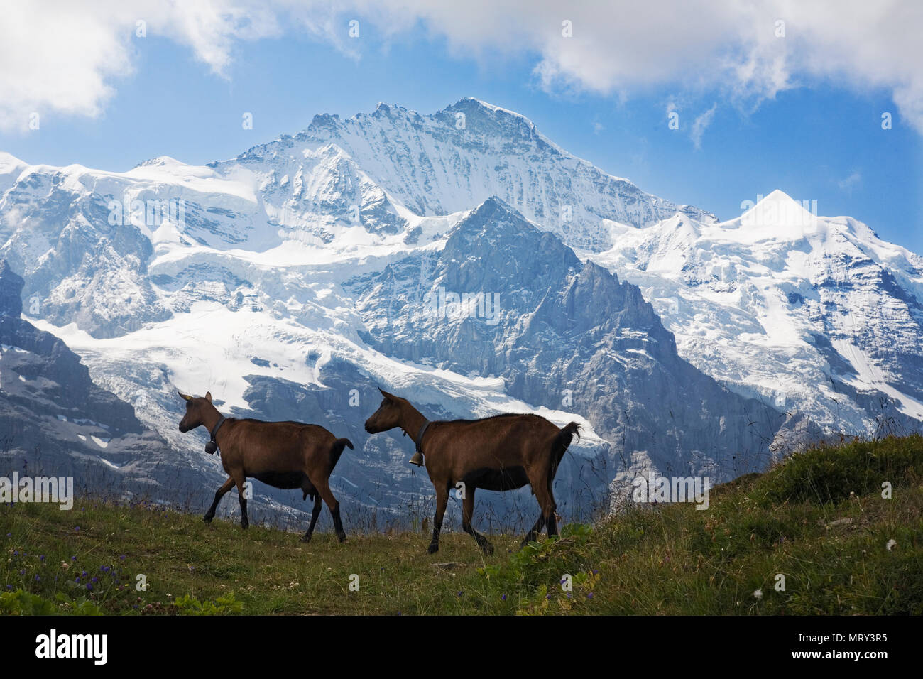 Swiss goats hi-res stock photography and images - Alamy