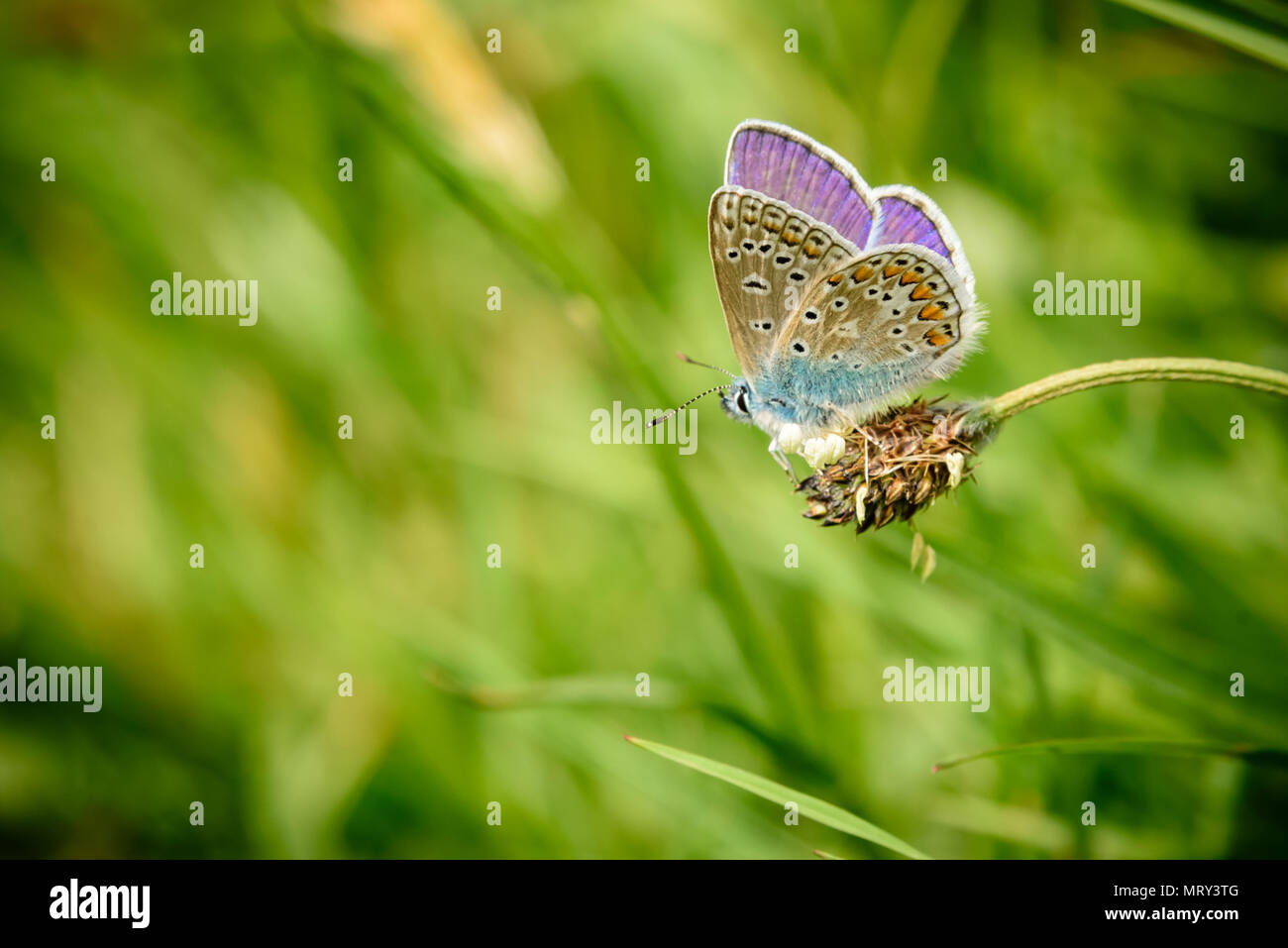 Silver studded blue butterfly hi-res stock photography and images - Alamy