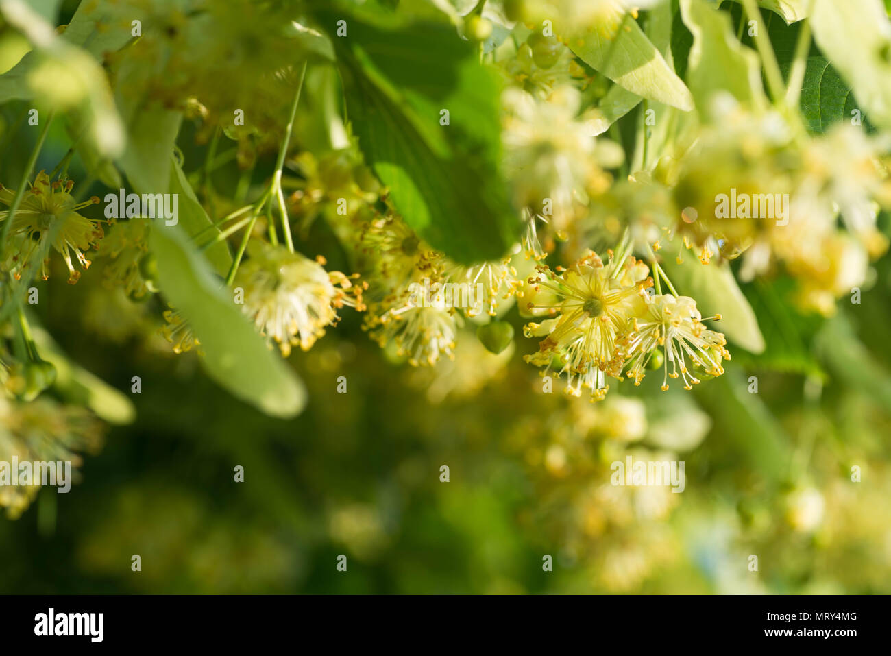Tree pollen macro hi-res stock photography and images - Alamy