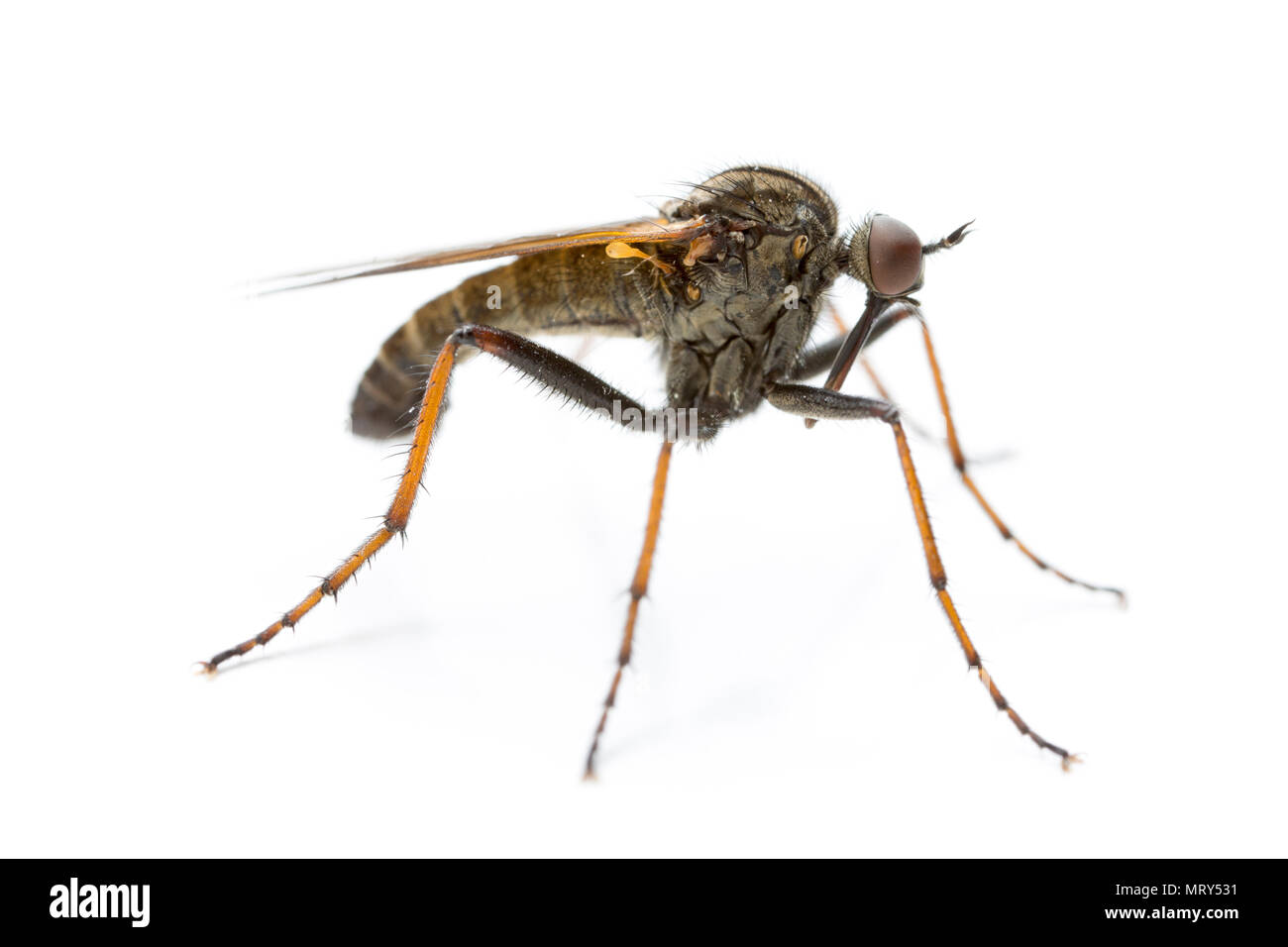 Types of uk flies hi-res stock photography and images - Alamy