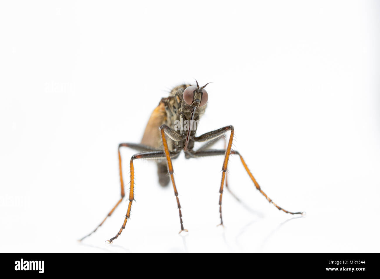 Types predatory hi-res stock photography and images - Alamy