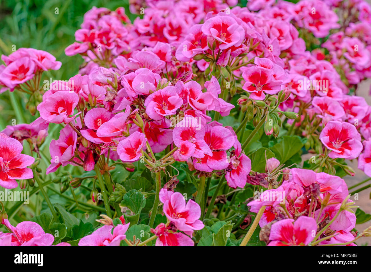 Petunia and geraniums hi-res stock photography and images - Alamy