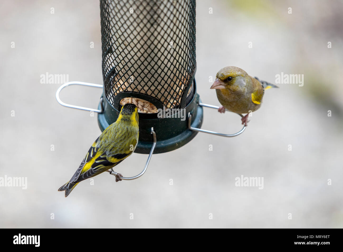 RSPB, Lake Vyrnwy, Powys, Wales, UK Stock Photo - Alamy