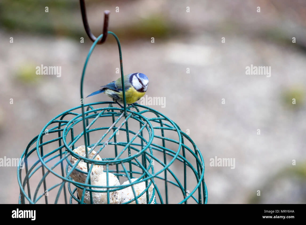 Rspb nature reserve lake vyrnwy hi-res stock photography and images - Alamy