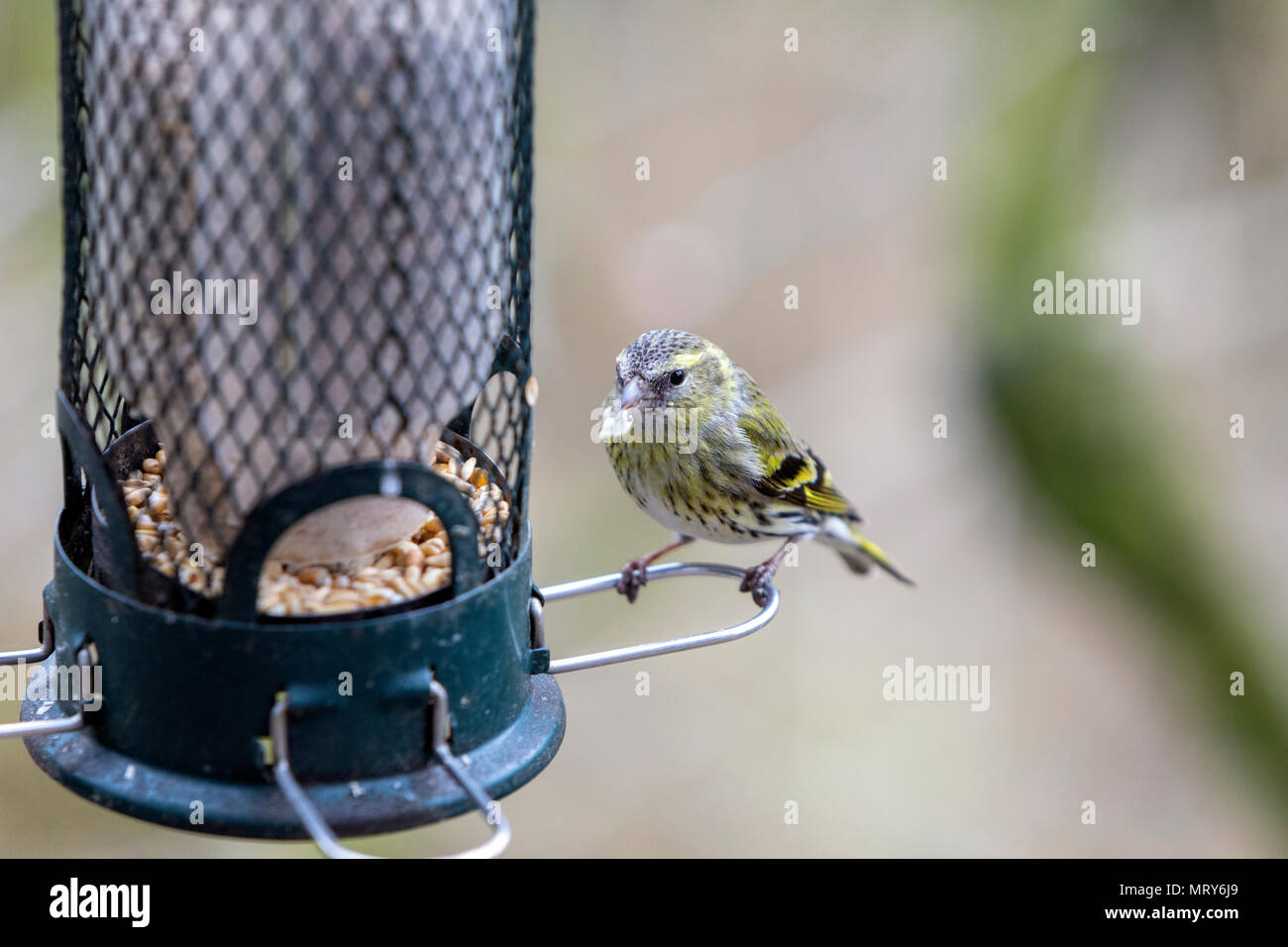 Rspb nature reserve lake vyrnwy hi-res stock photography and images - Alamy