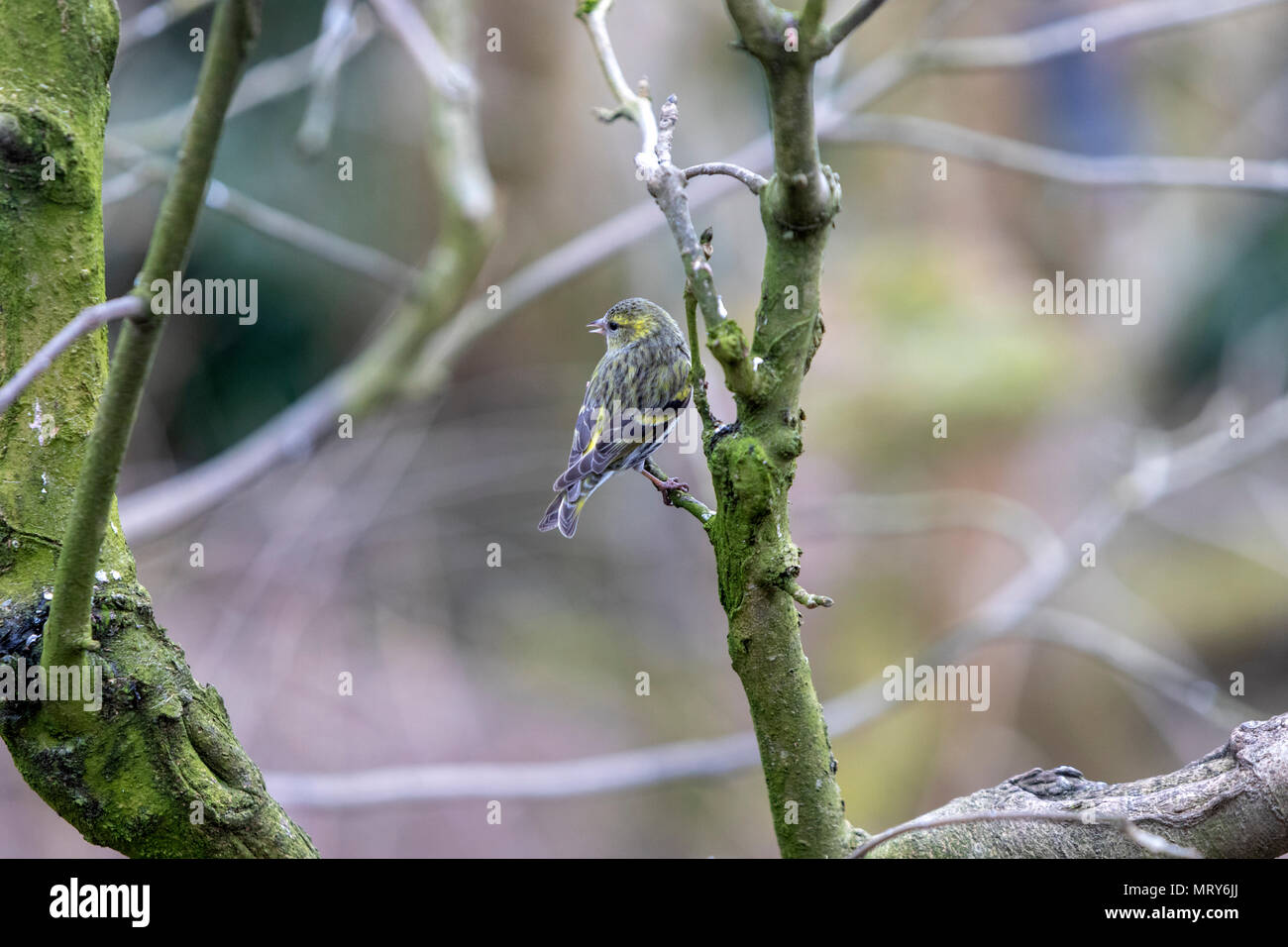 Rspb nature reserve lake vyrnwy hi-res stock photography and images - Alamy