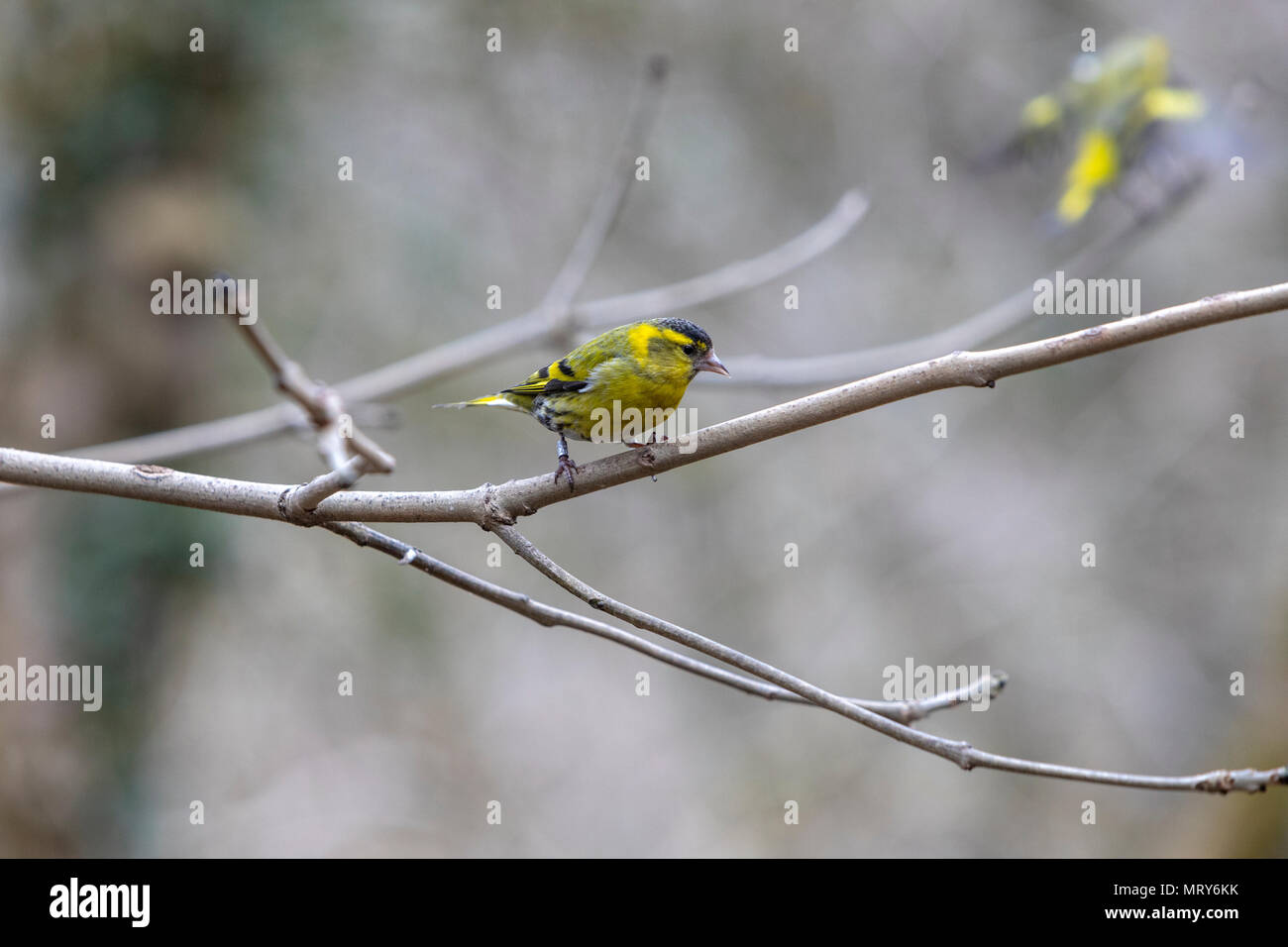 RSPB, Lake Vyrnwy, Powys, Wales, UK Stock Photo - Alamy