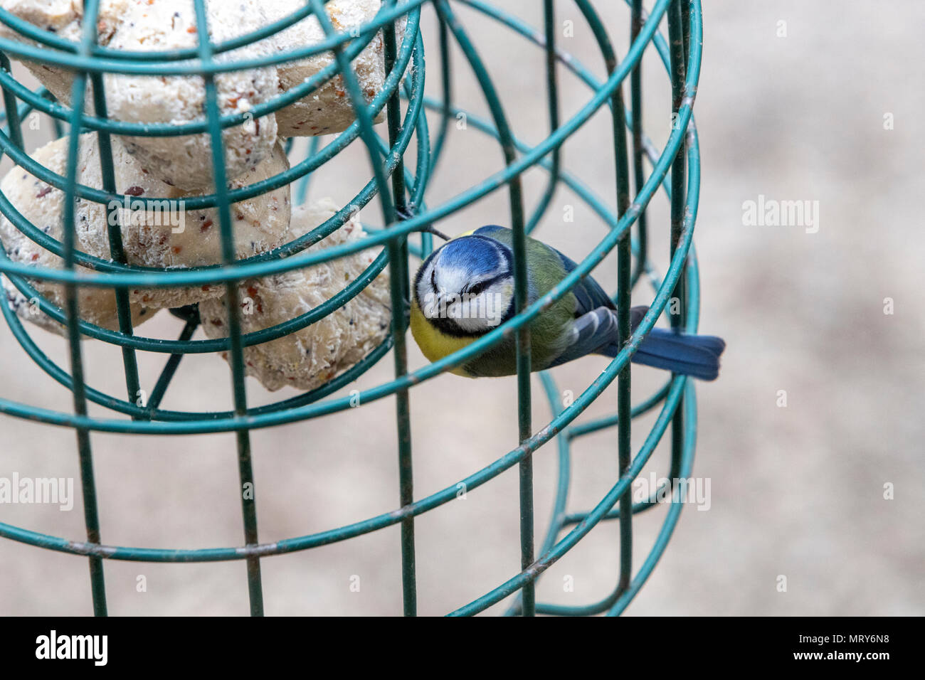 RSPB, Lake Vyrnwy, Powys, Wales, UK Stock Photo - Alamy