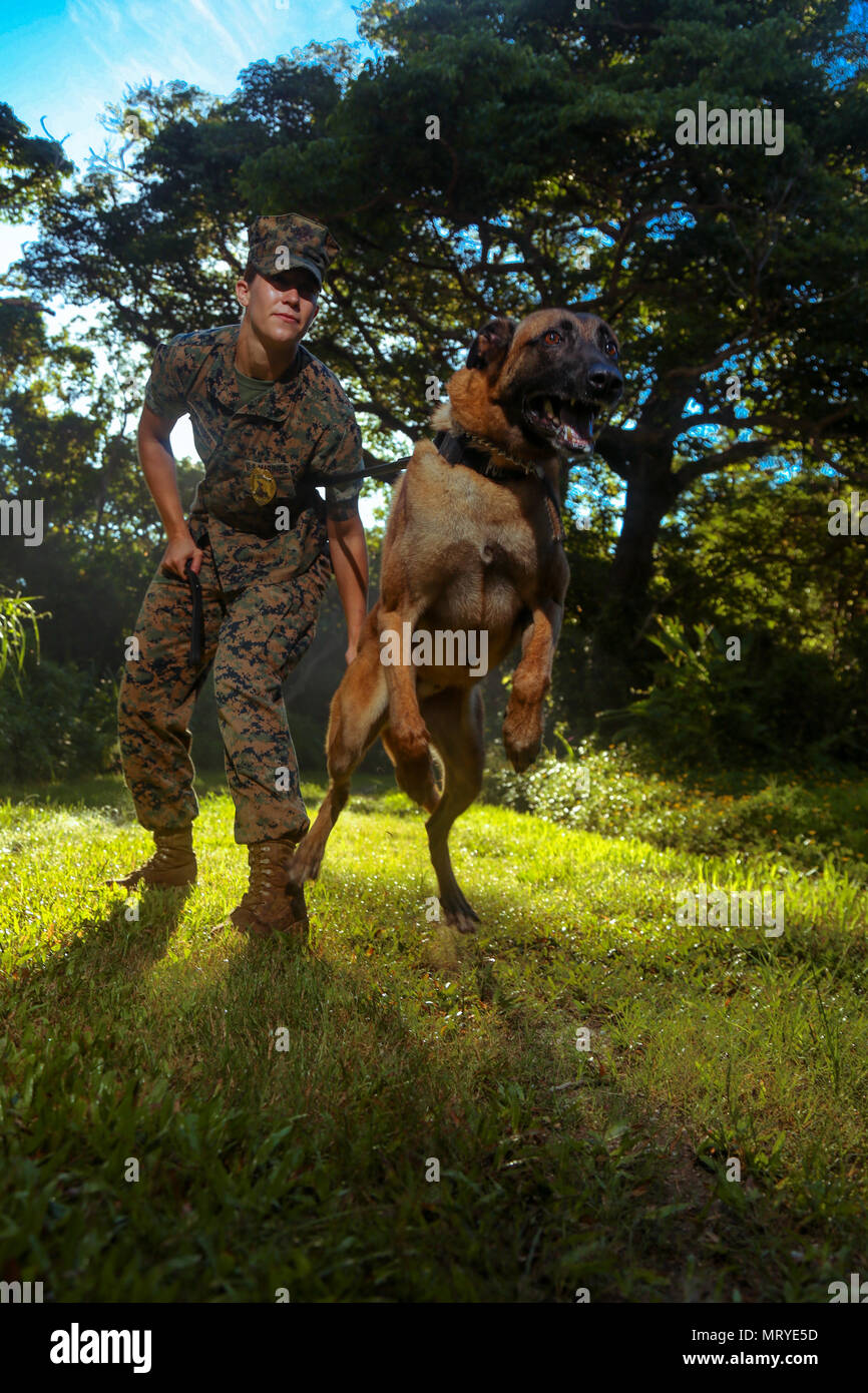 U.S. Marine Corps Cpl. Courtney Zielinski, dog handler, Provost Marshal ...