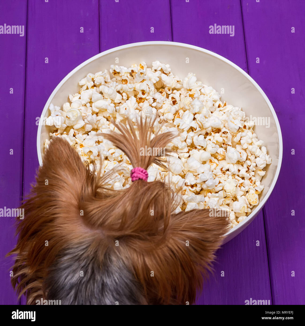 Head of a Yorkshire terrier next to a bowl of popcorn. The dog is ...