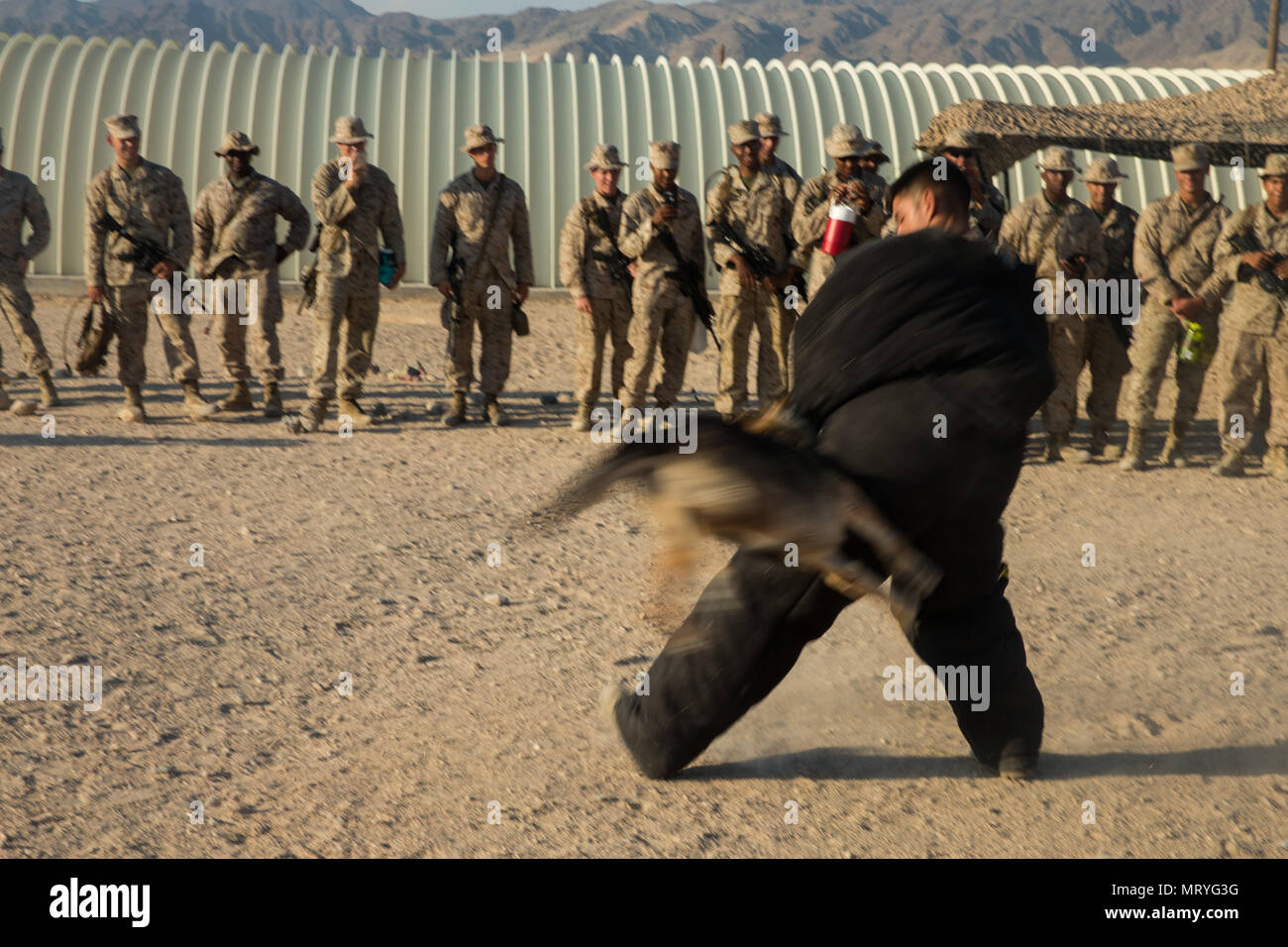 Endy, a military police working dog, Marine Air-Ground Task Force-8 ...