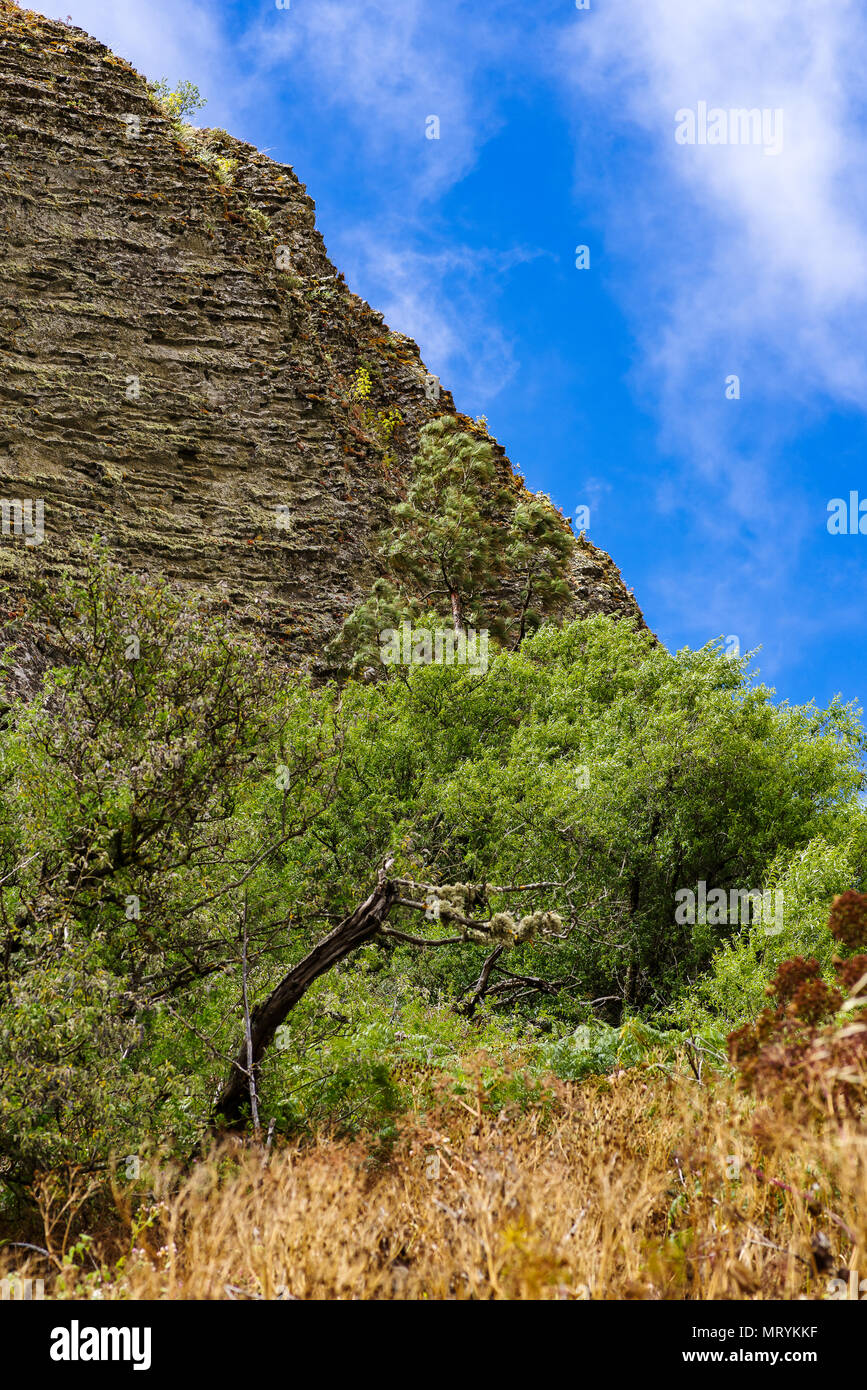 Mountain edge in front of a blue sky, grass and green trees in the ...