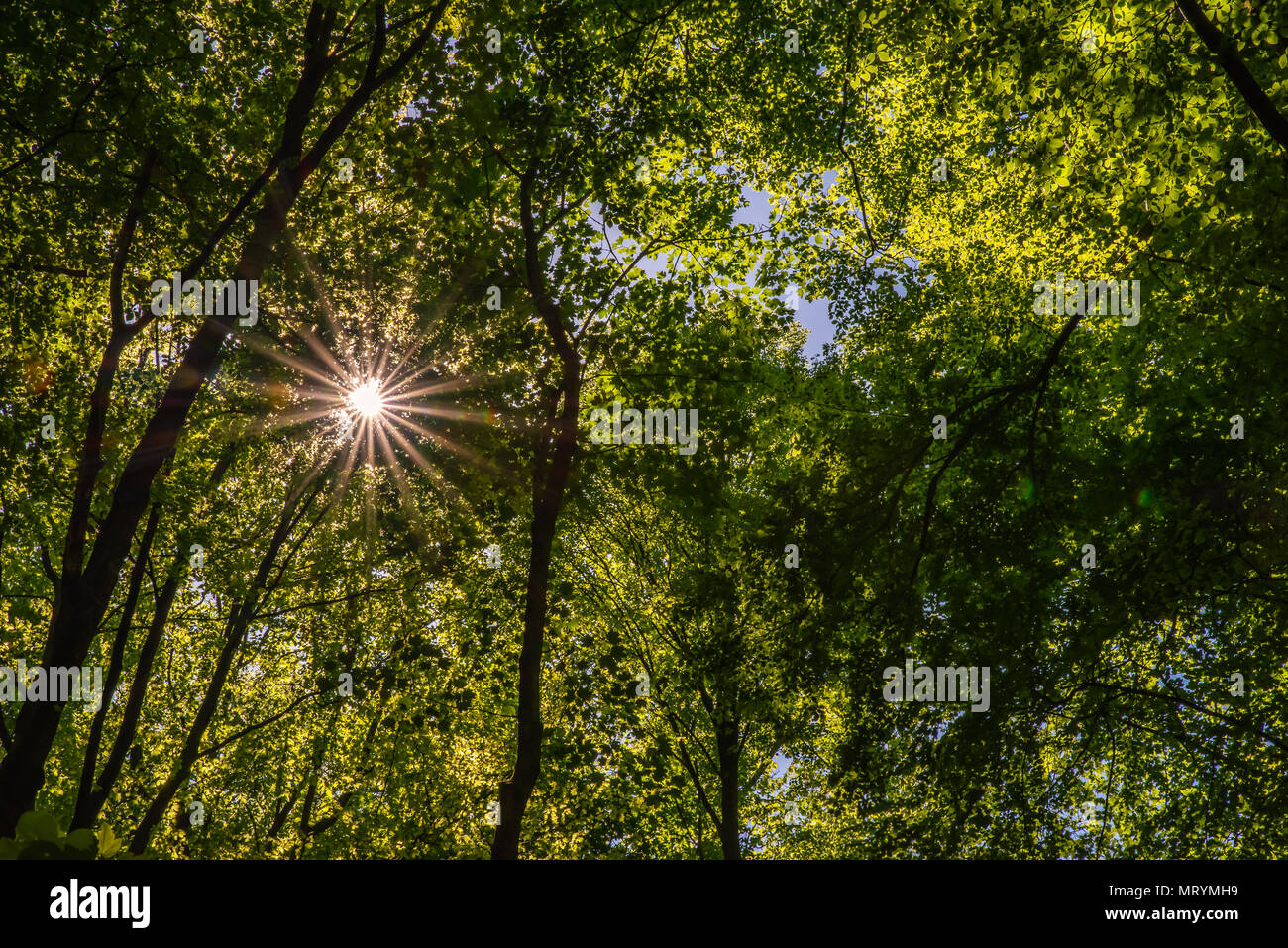 Sunbeams through green treetops, Velbert, Germany Stock Photo - Alamy