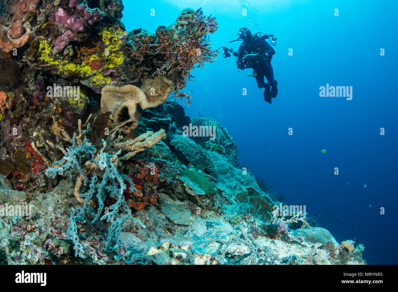 An underwater photographer swims over a sloping reef in search of photo ...