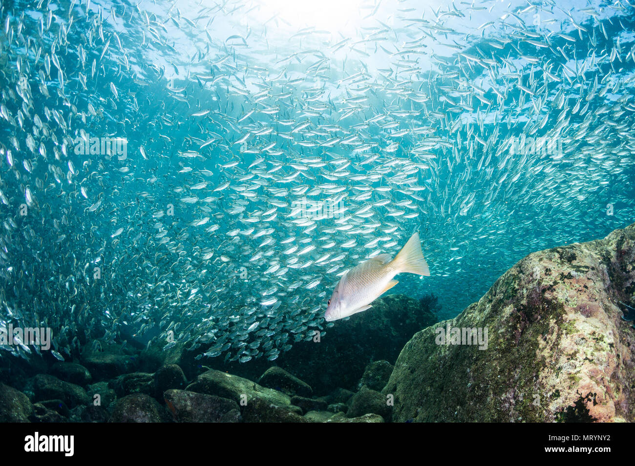 A yellow snapper (Lutjanus argentiventris) hunts at rapid speed through ...