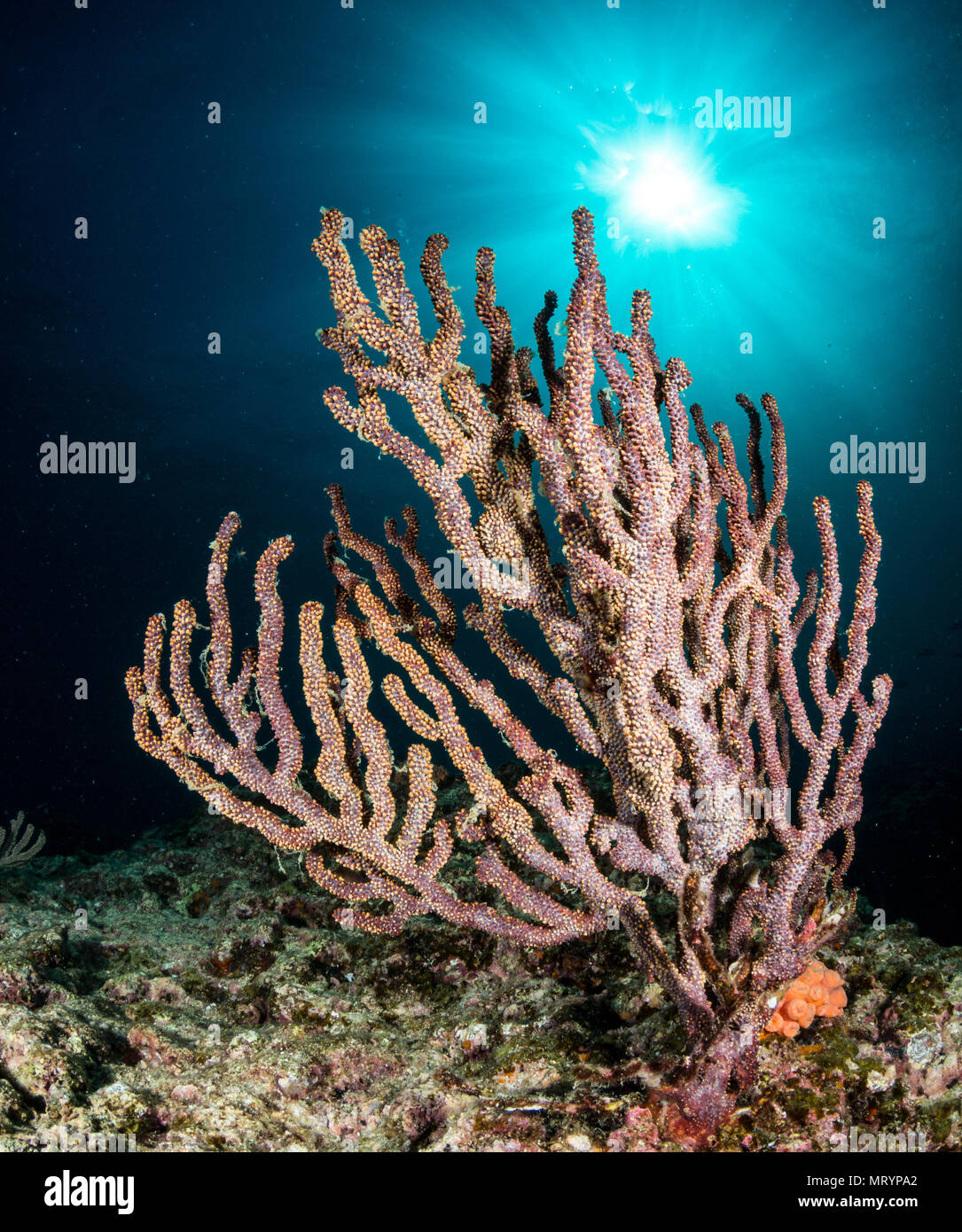 Muricea Stock Photos & Muricea Stock Images - Alamy