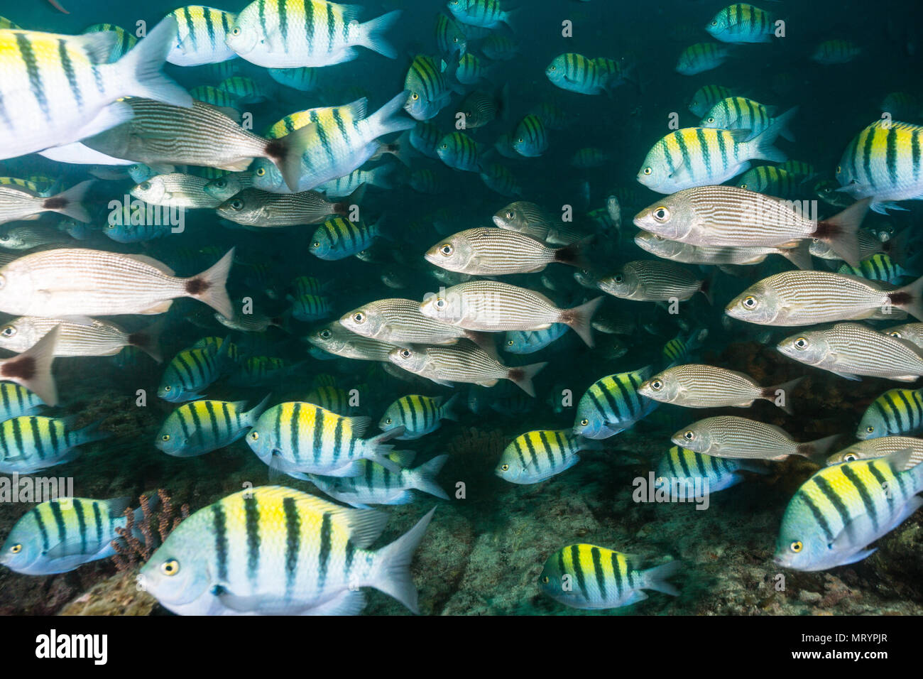 A mixed school of fish swims along the reef at a dive site named Swanee ...