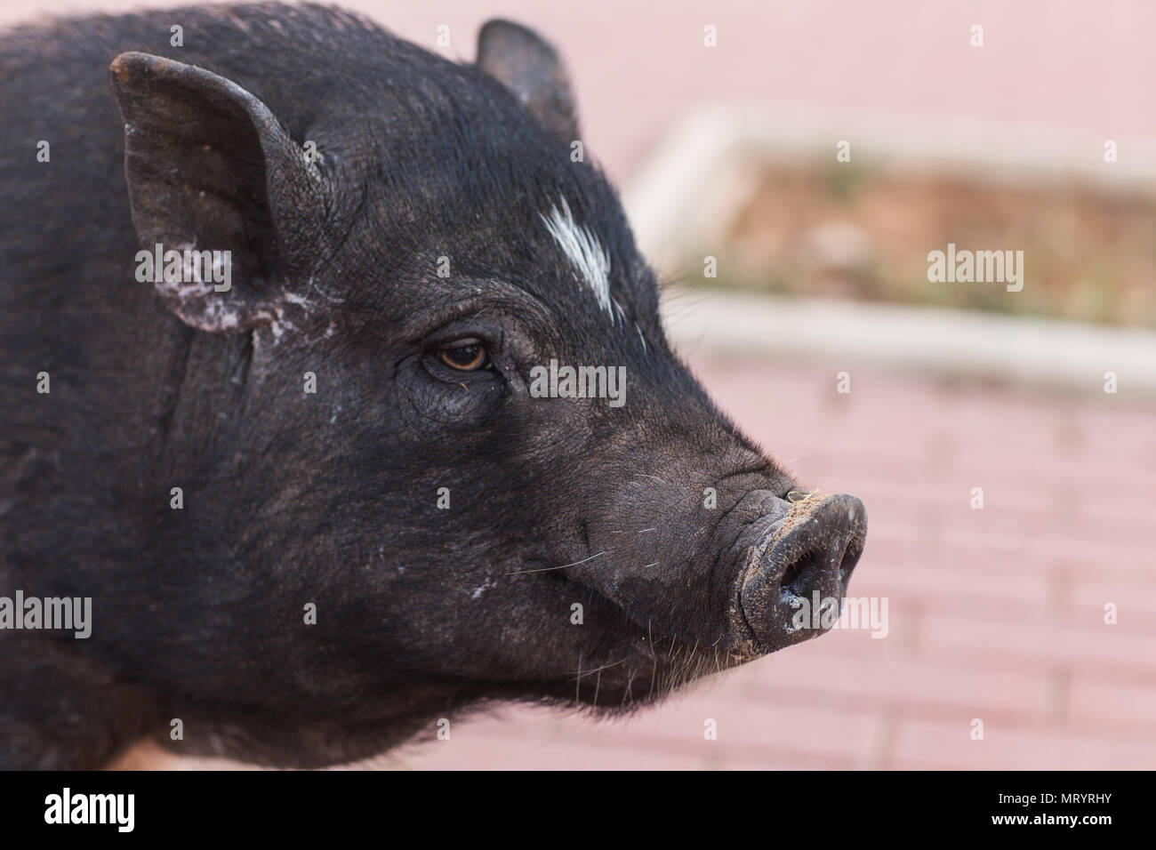 Wild black boar or pig. Wildlife in natural habitat Stock Photo - Alamy